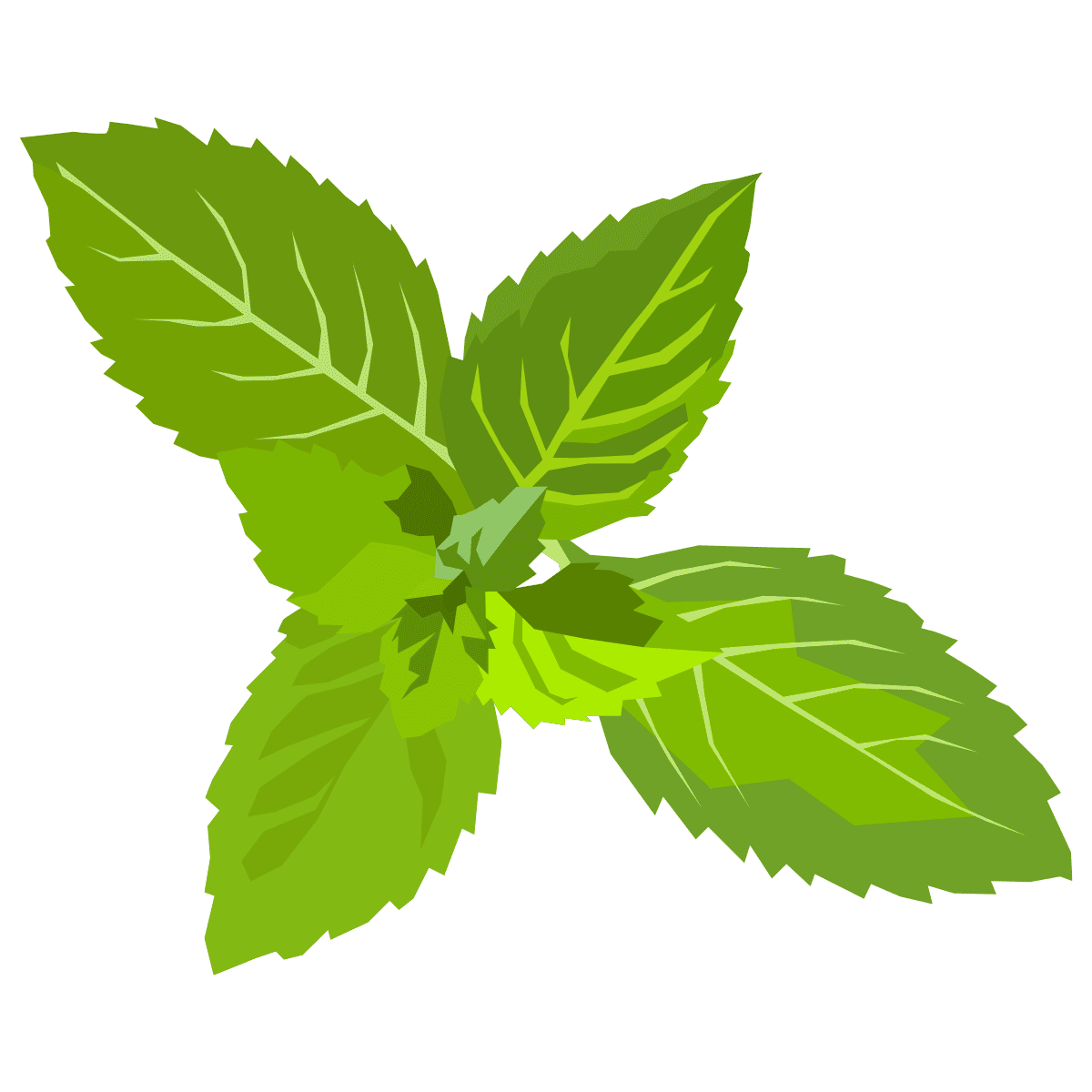 15 Essential Culinary Herbs Every Cook Should Know – Encharted Cook