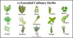 15 Essential Culinary Herbs Every Cook Should Know – Encharted Cook